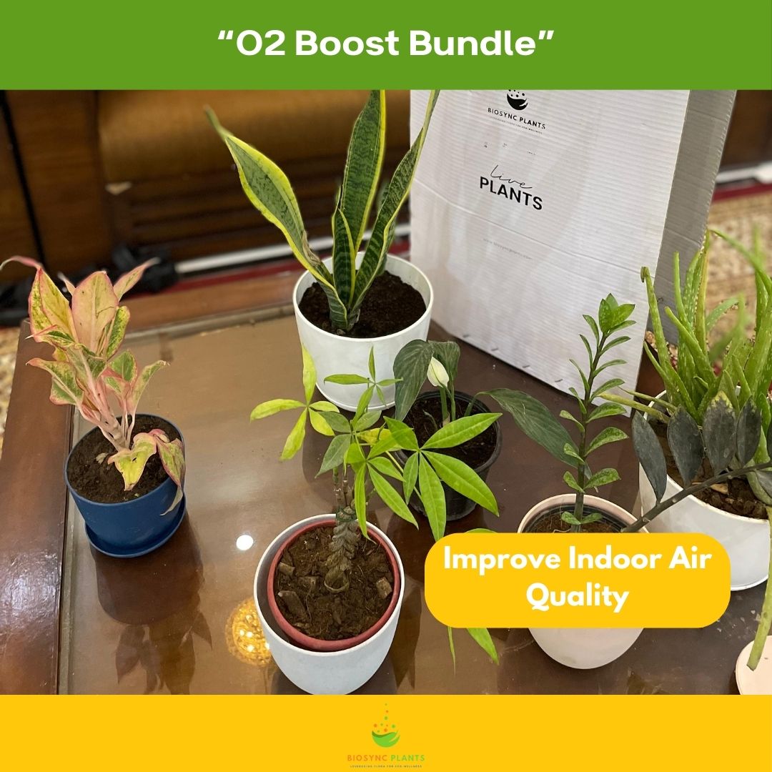 O2 Boost Bundle – BioSync Plants®